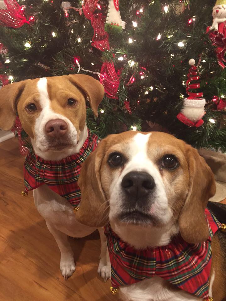 This Couple Did an Epic Christmas Photo Shoot With Their Dogs at the ...