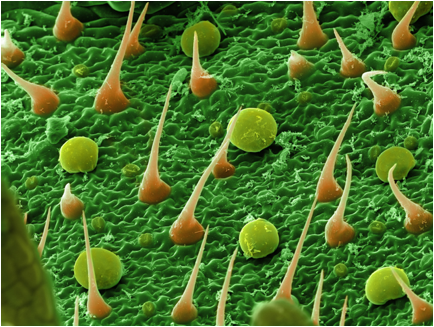 Marijuana Under a Microscope: These ultra-close-up images might just ...