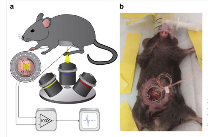 Researchers Created See-Through Mice to Observe the Body's "Second ...